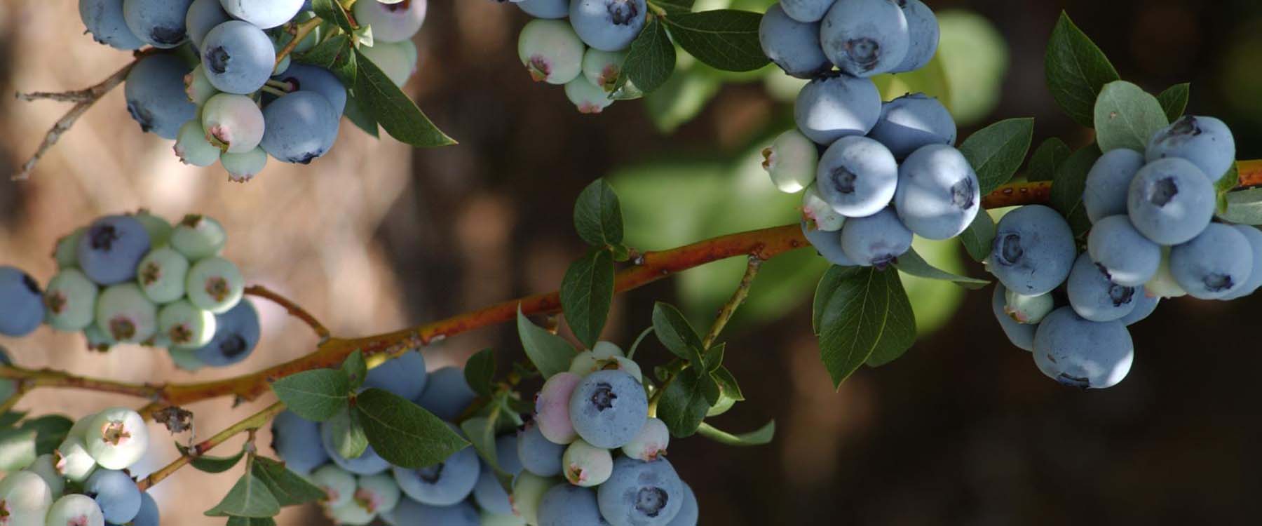 BC Blueberries Canada - Việt Nam