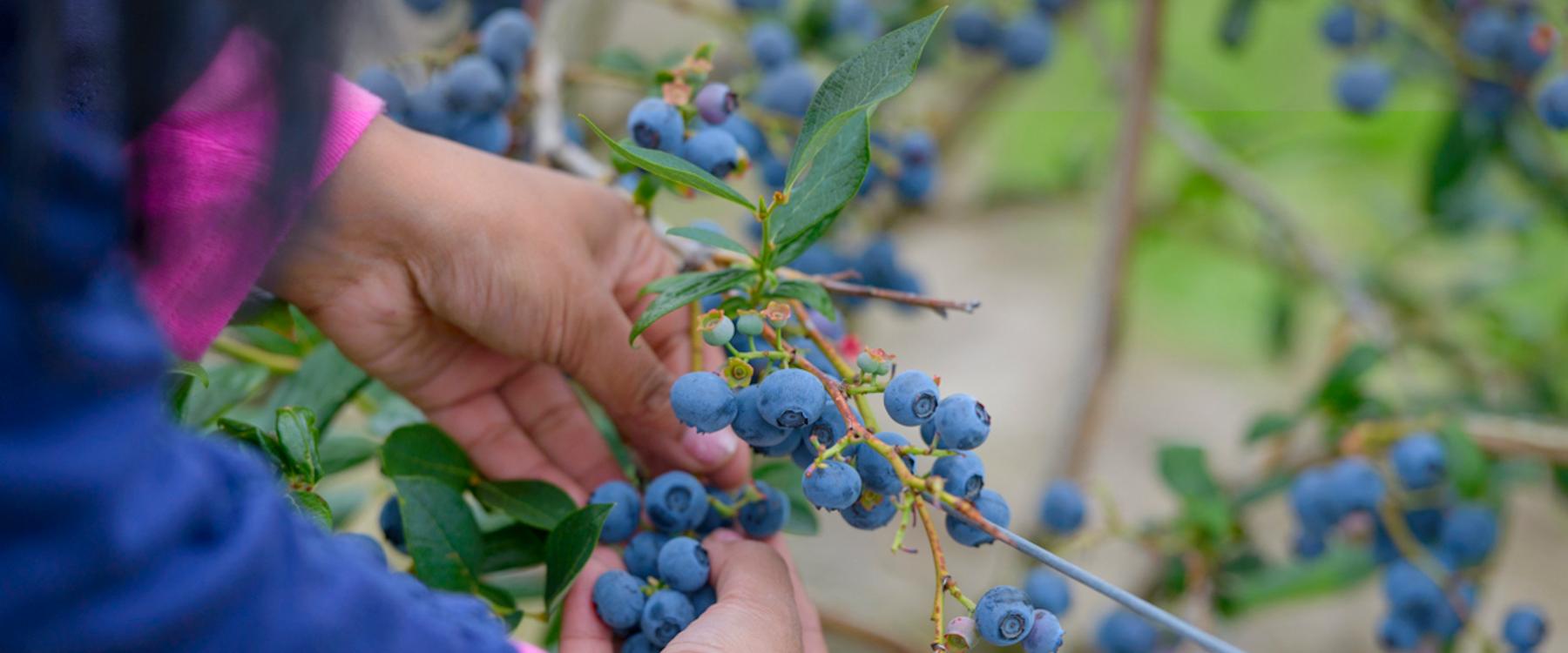 BC Blueberries Canada - Việt Nam